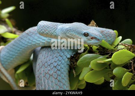 The Lesser Sunda Islands in black background Stock Photo - Alamy