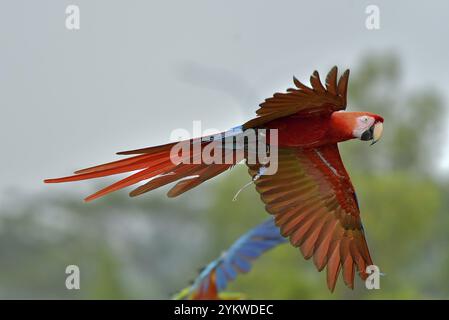 Macaw parrots fly freely in the sky Stock Photo - Alamy
