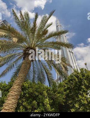 A picture of the Burj Khalifa towering above nearby palm trees Stock ...