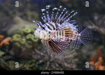 Poisonous lion fish showing its sharp fins Stock Photo - Alamy