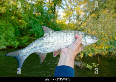 Asp fish (Aspius aspius) in fisherman's hand Stock Photo - Alamy