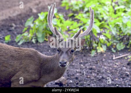 Male sambar deer with their pack Stock Photo - Alamy