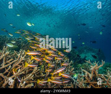 two-spot snapper coral raja ampat Stock Photo - Alamy