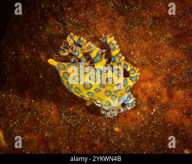 greater blue ringed octopus raja ampat Stock Photo - Alamy