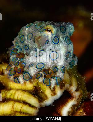 greater blue ringed octopus raja ampat Stock Photo - Alamy