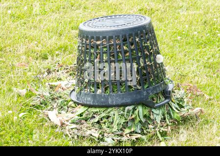 A plastic basket of garden weeds spilled onto the lawn Stock Photo - Alamy