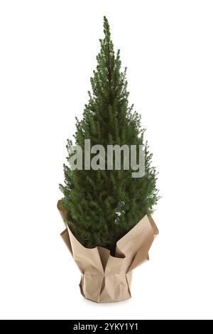 Potted small spruce tree wrapped in paper isolated on white Stock Photo ...