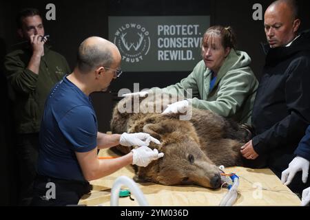 Specialist wildlife veterinary surgeon, Romain Pizzi (left) performs ...