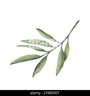 Watercolor Olive tree branch, fruitless with green leaves. Botanical ...