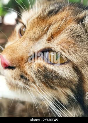 an orange cat is being lazy after eating Stock Photo - Alamy