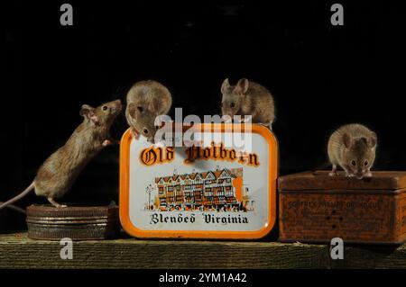 Adult house mice Dorset, UK Stock Photo - Alamy