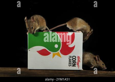 Adult house mice Dorset, UK Stock Photo - Alamy