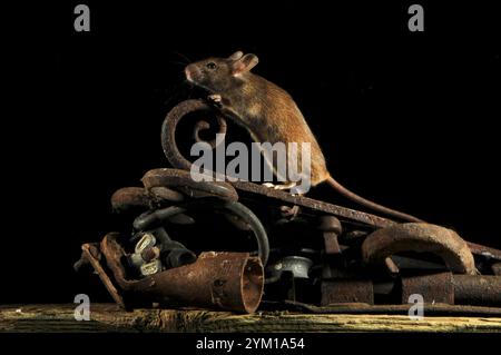 Adult house mouse Dorset, UK Stock Photo - Alamy
