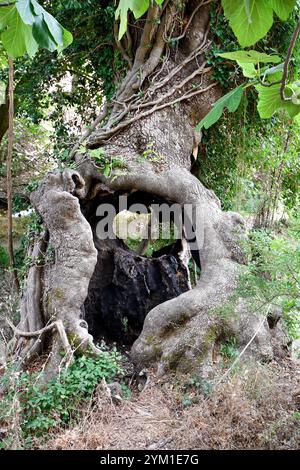Greece, overgrown and holey old fig tree in mountain village Theologos ...
