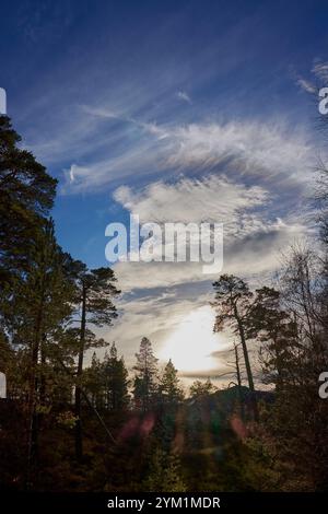 Scots Pine reflect afternoon November sunshine in Scotland's natural ...