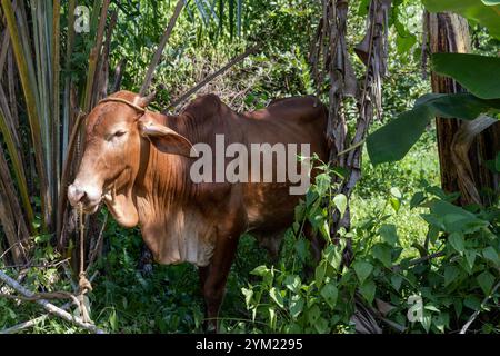 A brown Philippine cow is taking shade among trees in the Batangas ...