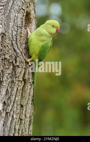Collared Parakeet (Psittacula krameri), sitting, bokeh, Wiesbaden ...