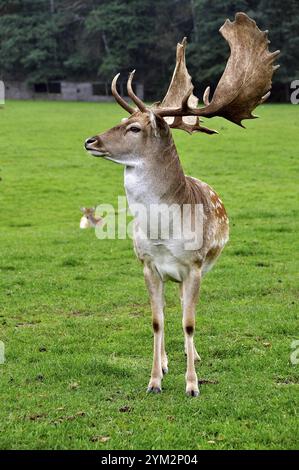 European fallow deer bull (Dama dama) among tall grasses in a mid ...