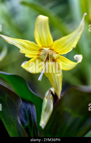 erythronium sundisc,yellow flowers,woodland garden,shade,shady,shaded ...