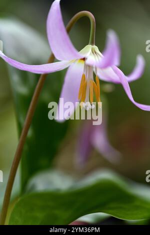 Erythronium Rose Beauty,spring,flowers,flower,flowering,pink purple ...