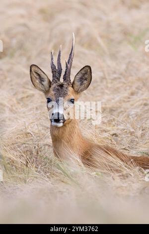 Roe deer (Capreolus capreolus) buck with deformed antler in field in ...