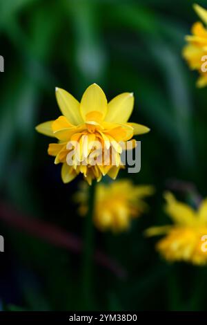 Narcissus Tete Boucle,ouble form of tete-a-tete,Buttercup-yellow double flowers,amber-yellow ...