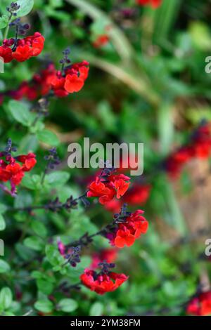 Salvia greggii Royal Bumble,salvias,sage,sages,scarlet,red,flower ...