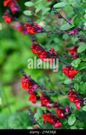 Salvia greggii Royal Bumble,salvias,sage,sages,scarlet,red,flower ...