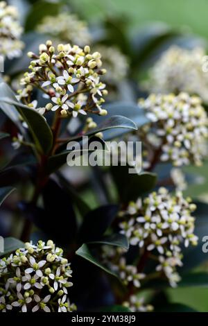 skimmia japonica pabella,evergreen shrubs,fragranced star-shaped ...