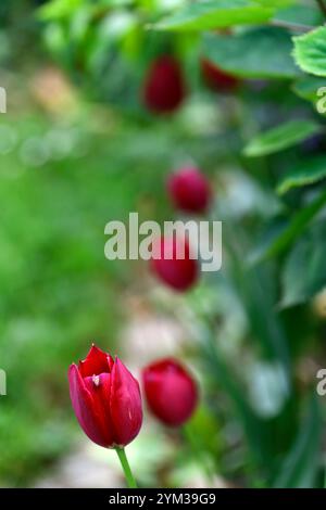 Tulip aximensis,Tulipa aximensis,red flowers,species tulip,species ...