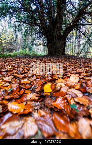 King Yew, ancient yew tree in the Forest of Dean. UK seasons Autumn in ...