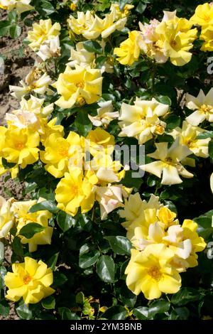 Bright roses in full bloom rowing int he sunny summer meadow Stock ...