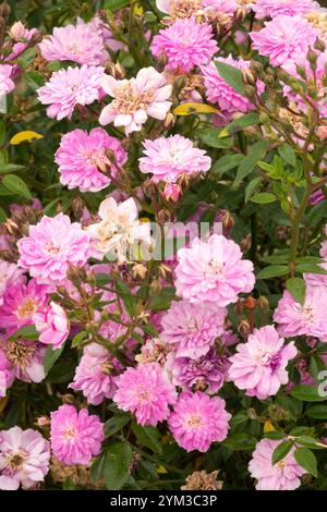 Pink miniature rose in bloom seen up close Stock Photo - Alamy