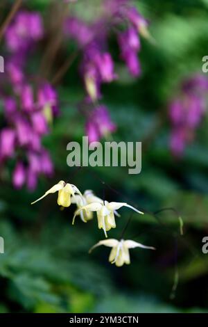 Epimedium Flowers of Sulphur,yellow flowers,woodland garden,perennials ...