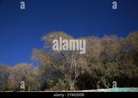 Coastal She-Oak Tree above Vouliagmeni Beach Athens Attica Greece Stock ...