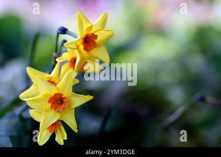 narcissus suzy, fragrant Jonquilla daffodil,yellow flowers,yellow daffodil,daffodil suzy,RM ...