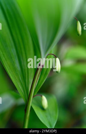 polygonatum glaberrimum,foliage,leaves,shade,shady,shaded,perennial ...