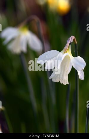 narcissus moschatus,drooping white flowers,drooping white narcissus ...
