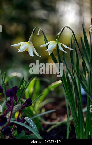 narcissus sulphur star,small cupped daffodil,daffodils,Perianth ...
