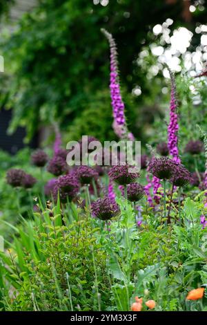 allium atropurpureum,deep purple flowers,foxgloves in background.allium ...