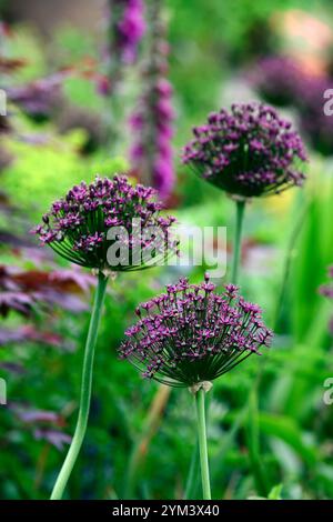allium atropurpureum,deep purple flowers,foxgloves in background.allium ...