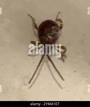 Smooth Spider Beetle (Gibbium aequinoctiale Stock Photo - Alamy