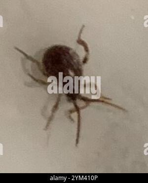 Smooth Spider Beetle (Gibbium aequinoctiale Stock Photo - Alamy