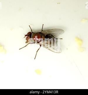 Calyptrate Flies (Calyptratae Stock Photo - Alamy