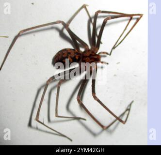 Northern Violin Spider (Loxosceles simillima Stock Photo - Alamy