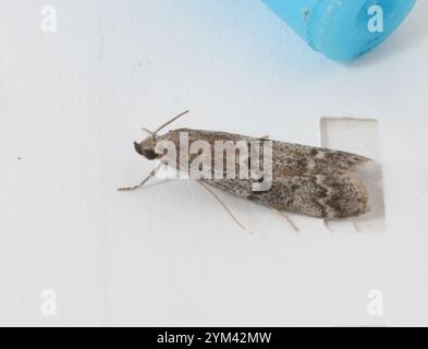 Dried Fruit Moth (Vitula edmandsii Stock Photo - Alamy
