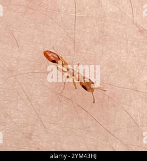 Simple Twig Ant (Pseudomyrmex simplex Stock Photo - Alamy