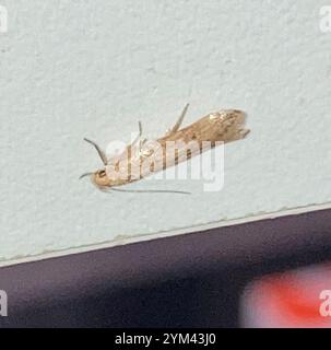The Angoumois grain moth (Sitotroga cerealella) - caterpillar, pupa and ...
