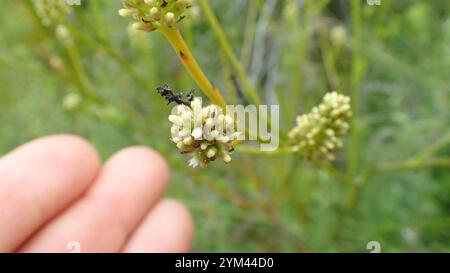 Cluster Rootthug (Thesium aggregatum Stock Photo - Alamy