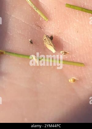 Capitate Spikerush (Eleocharis flavescens olivacea Stock Photo - Alamy
